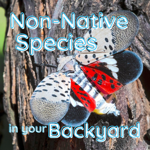 Non Native Species in Your Backyard | Origins Store