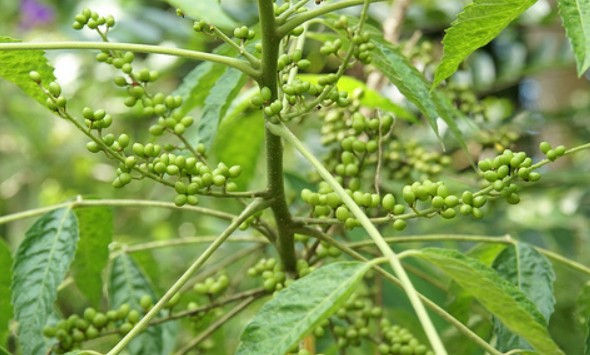 MELADA PAHIT | JAVA BRUCEA | Taman Herba Gopeng