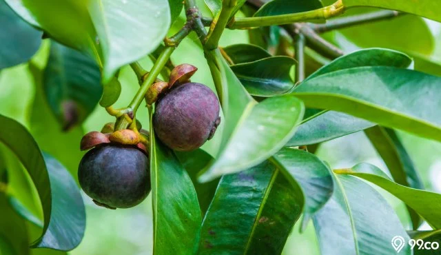 MANGGIS | Taman Herba Gopeng