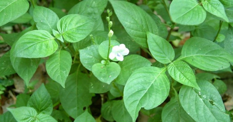 RUMPUT ISRAEL | Taman Herba Gopeng