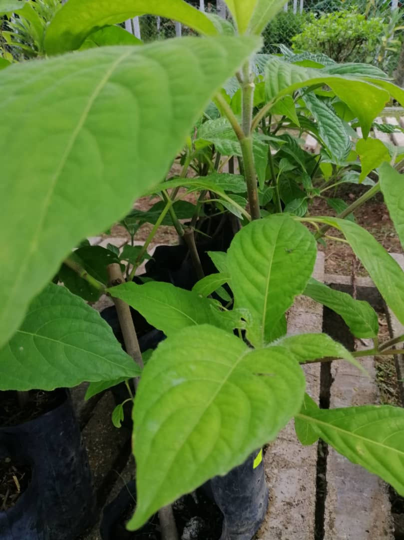 Ketum Ayam | Taman Herba Gopeng