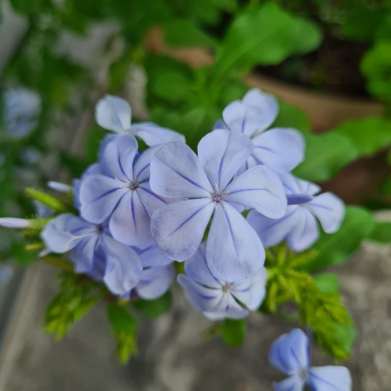 CERAKA BIRU | CAPE PLUMBAGO | Taman Herba Gopeng