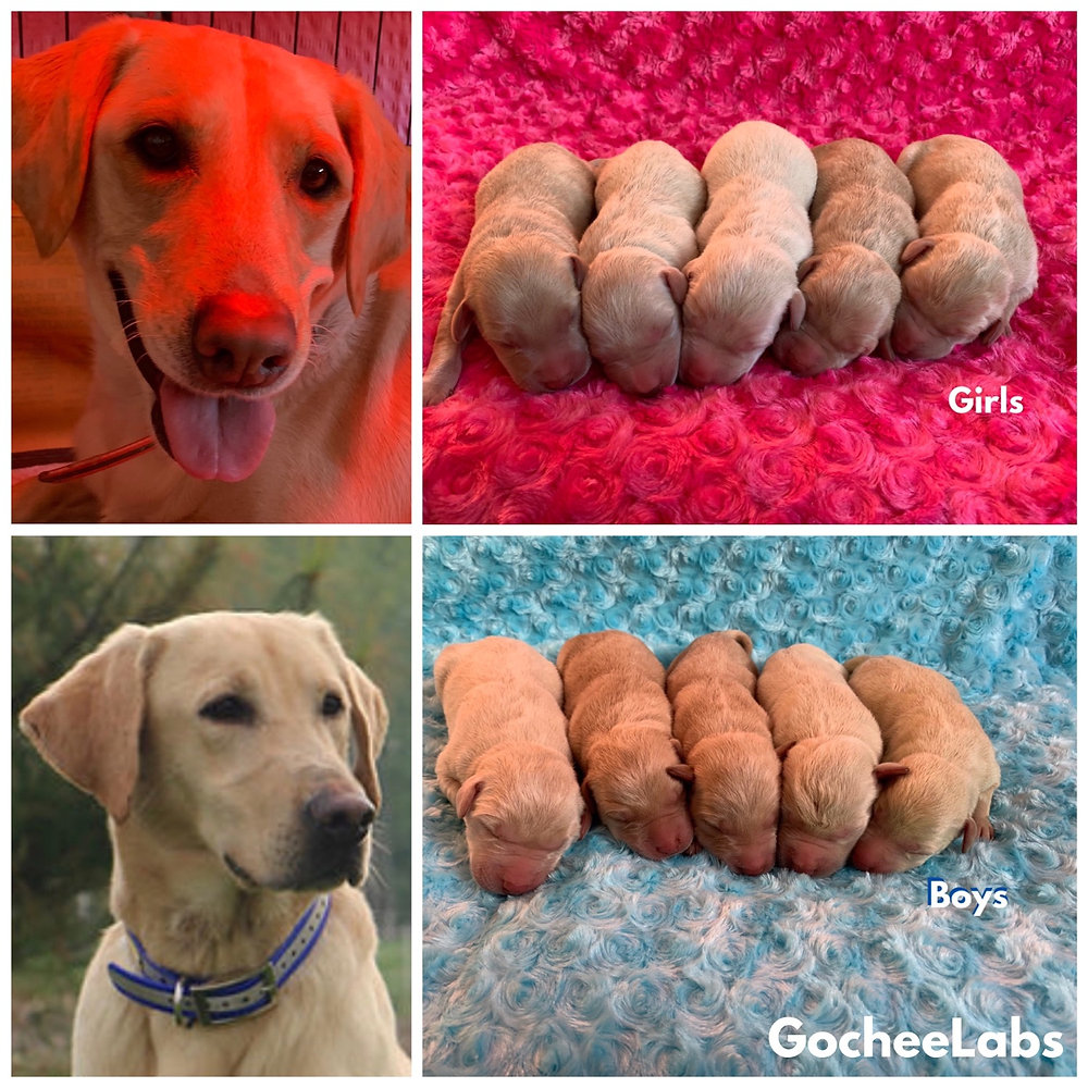 Introducing Pixie & Raider's 10 yellow Labrador puppies
