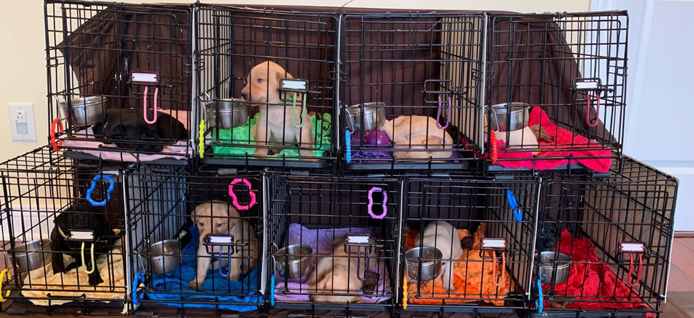 Gracie X Raider - crate training