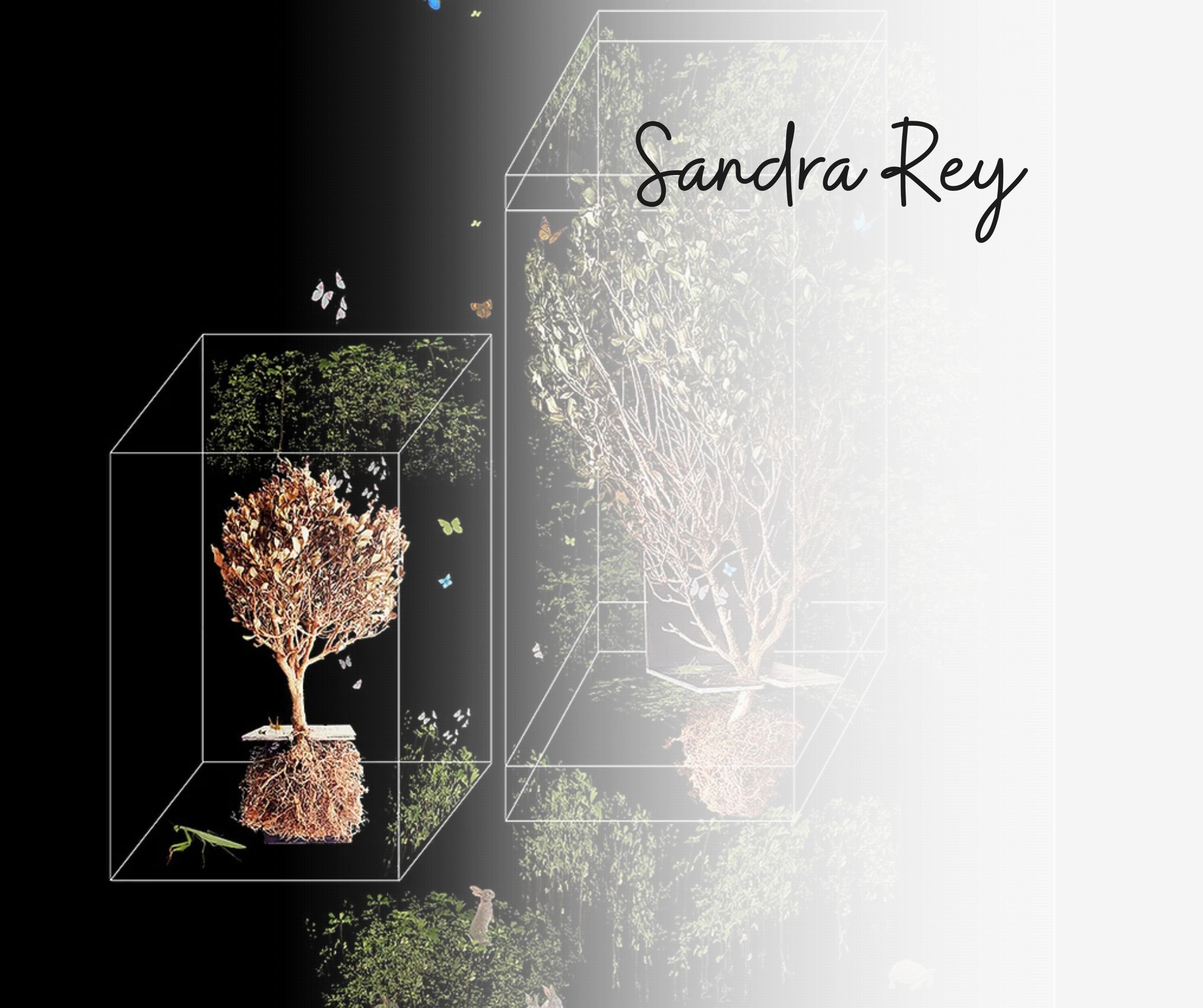 Exhibition of Herbarium | ICESCO Creative