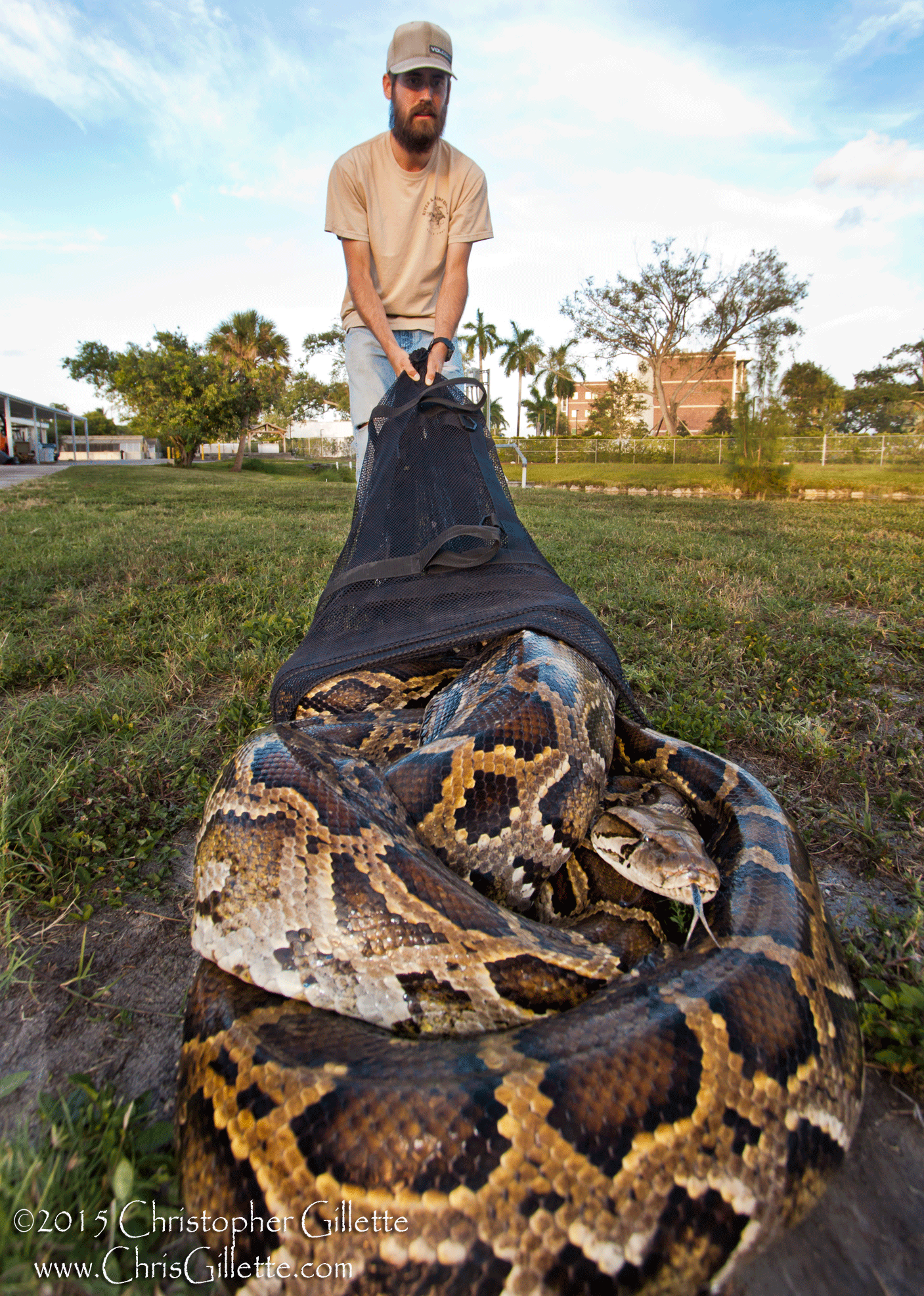 Pythons In The Everglades Frequently Asked ions