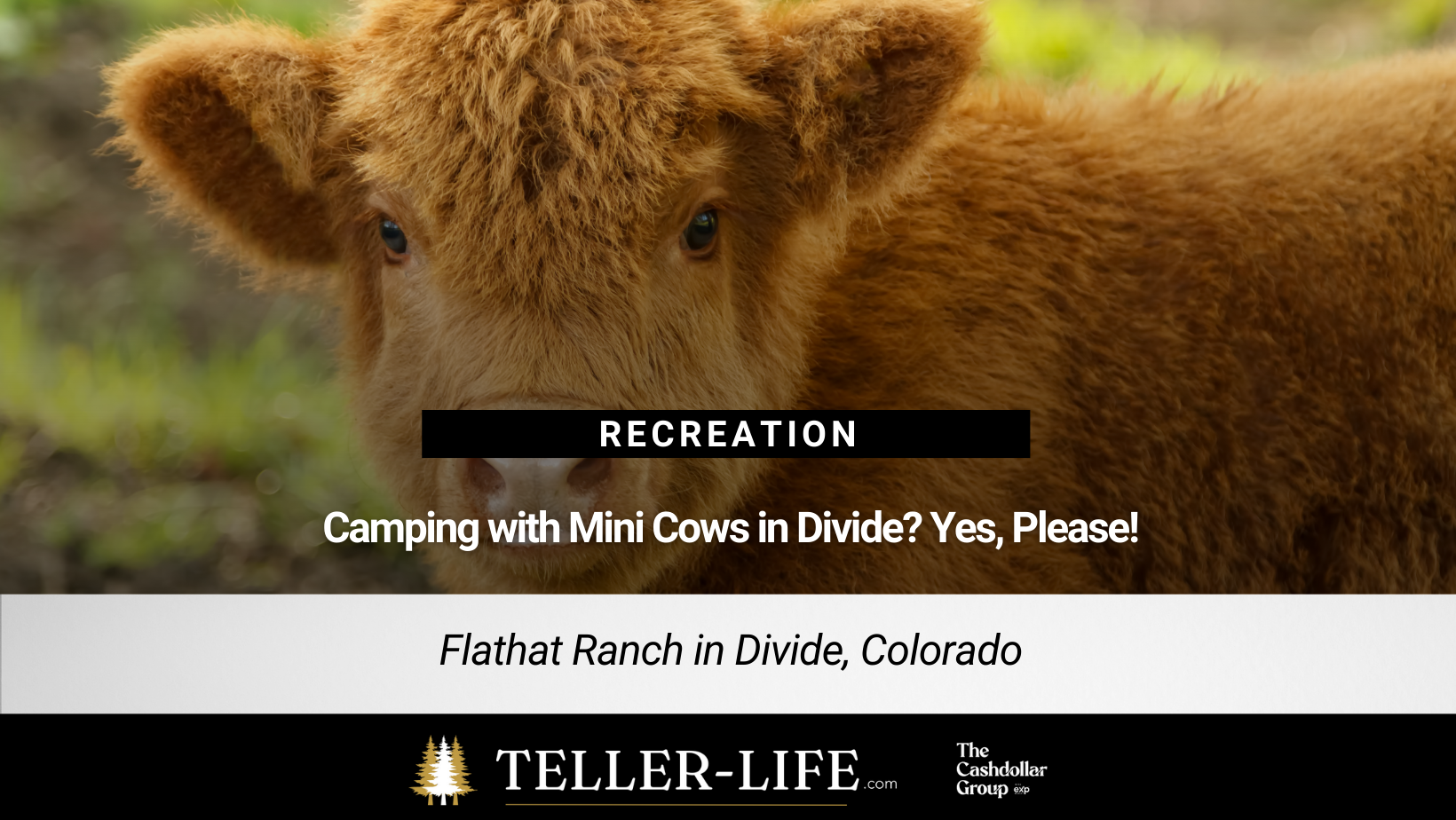 Camping with Mini Cows in Divide? Yes, Please!