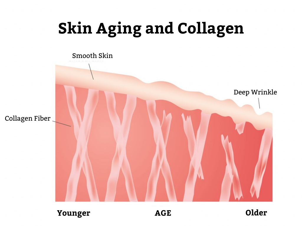 The Science Behind Collagen Supplements