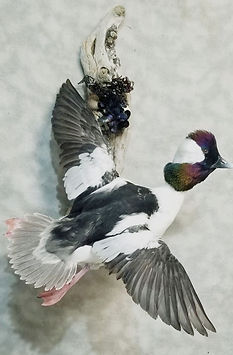 bufflehead duck mount