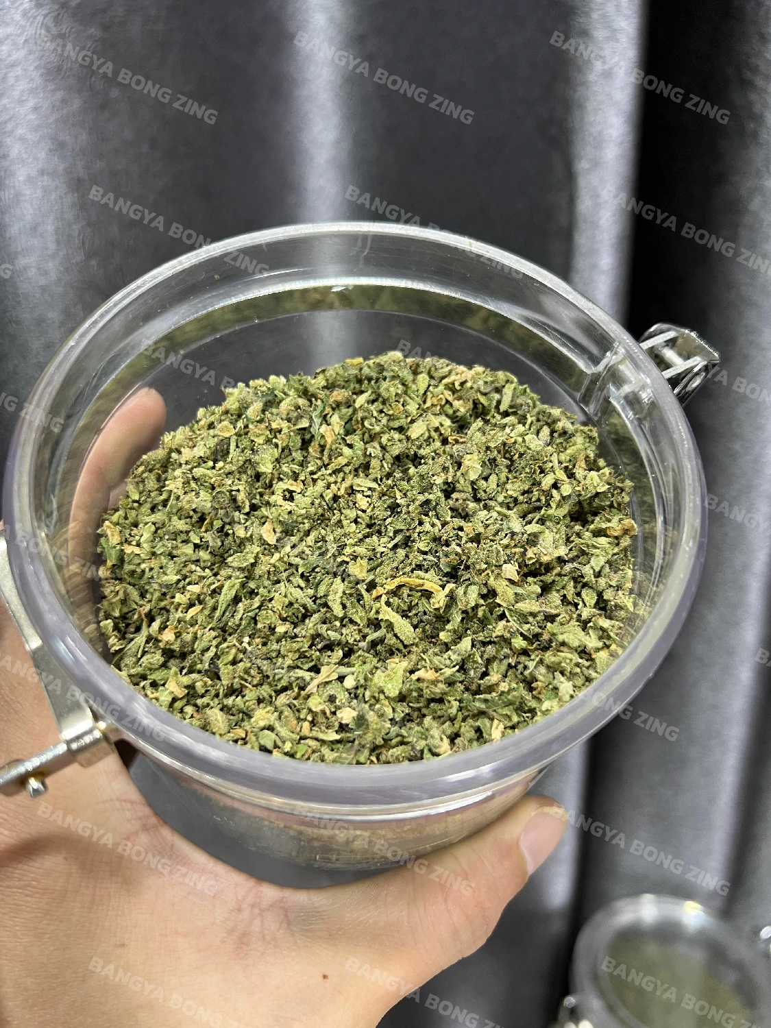 ใบทริมสายพันธุ์ Monney Maker [Hybrid] | BANGYA BONG ZING