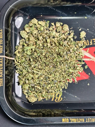 ใบทริมติดดอก Alien Mint [Premium] | BANGYA BONG ZING