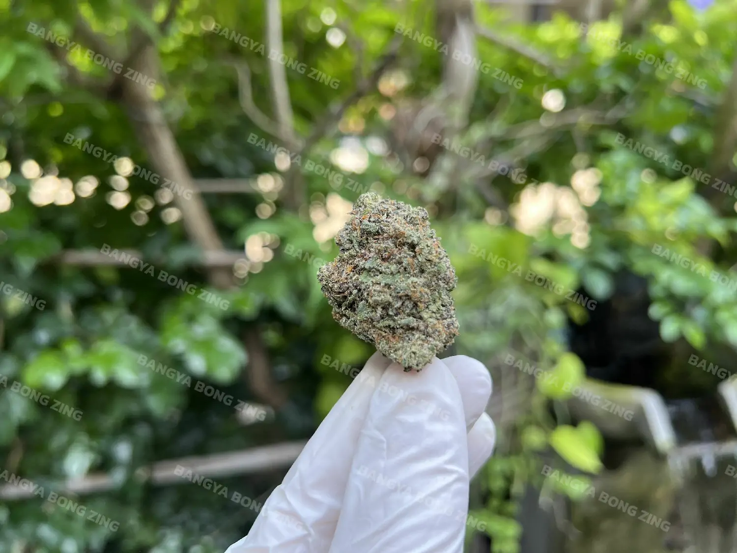 กัญชาสายพันธุ์ Cherry Runtz [Hybrid] | BANGYA BONG ZING