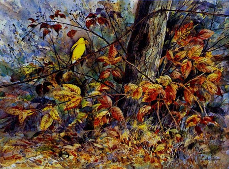 Fauna | jimgraygallery