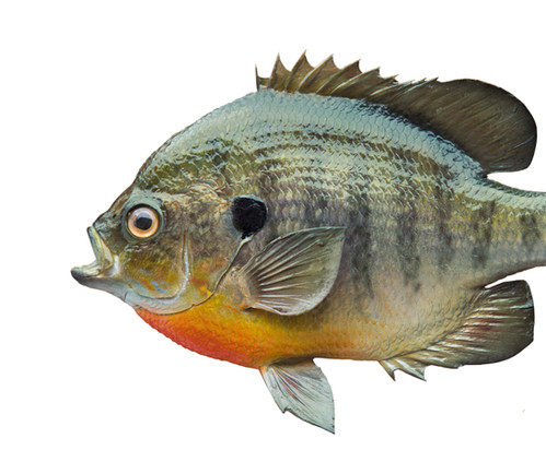 Hybrid Bluegill | html_ross-swcd