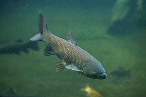 White Amur (Grass Carp) | html_ross-swcd