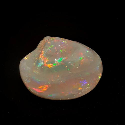 Solid Crystal Opal Fossil Shell | Majestic Opals