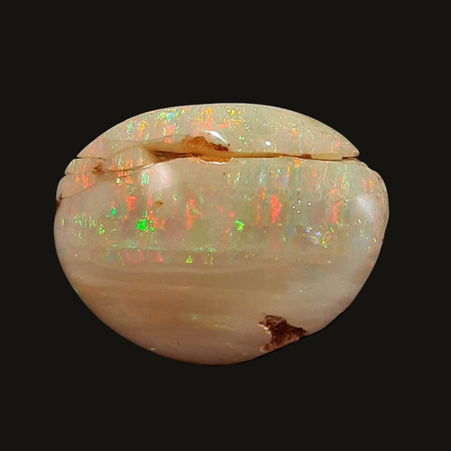 Solid Crystal Opal Fossil Bivalve | Majestic Opals