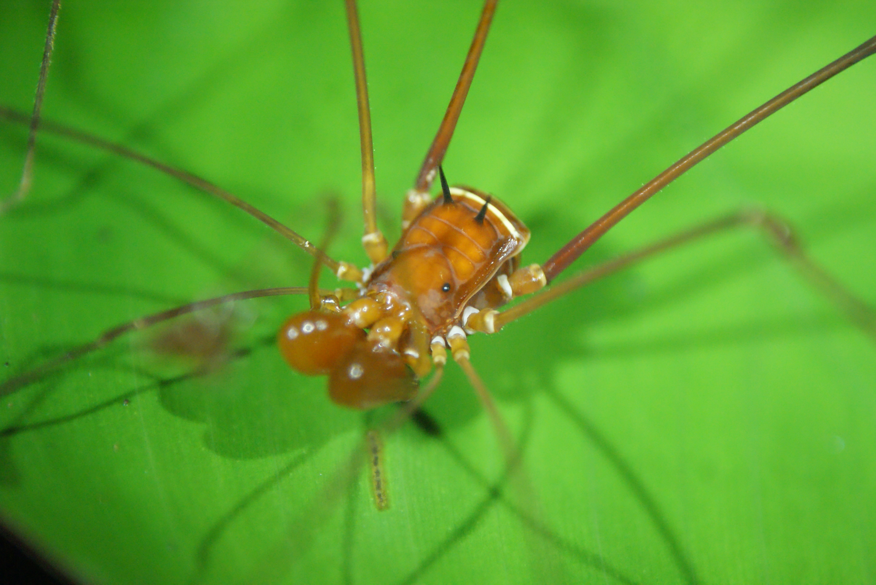 Community Ecology | Fabricio Baccaro Ecolab | Manaus