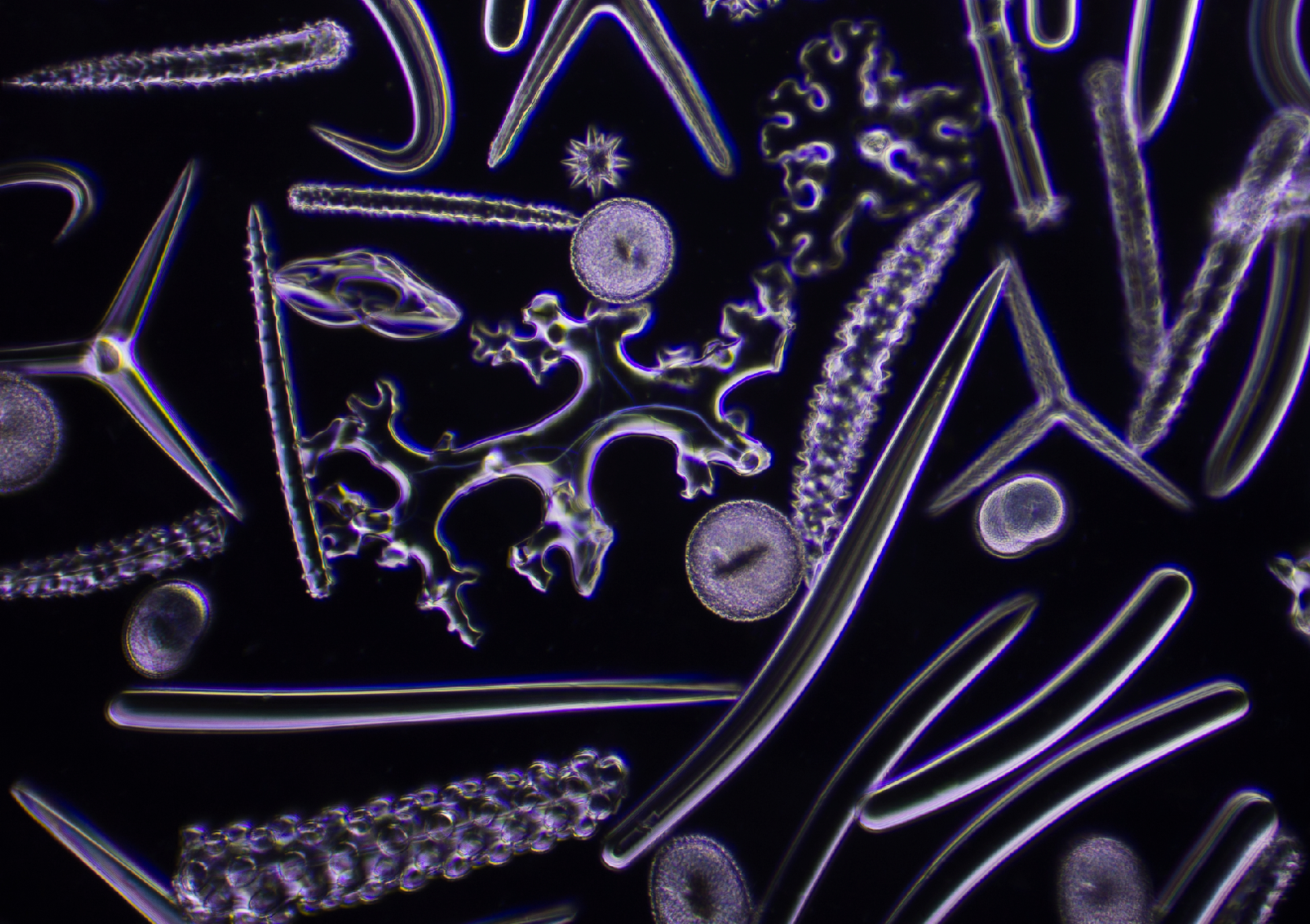 Antique Slides | Sell My Vintage Microscope Slides Online