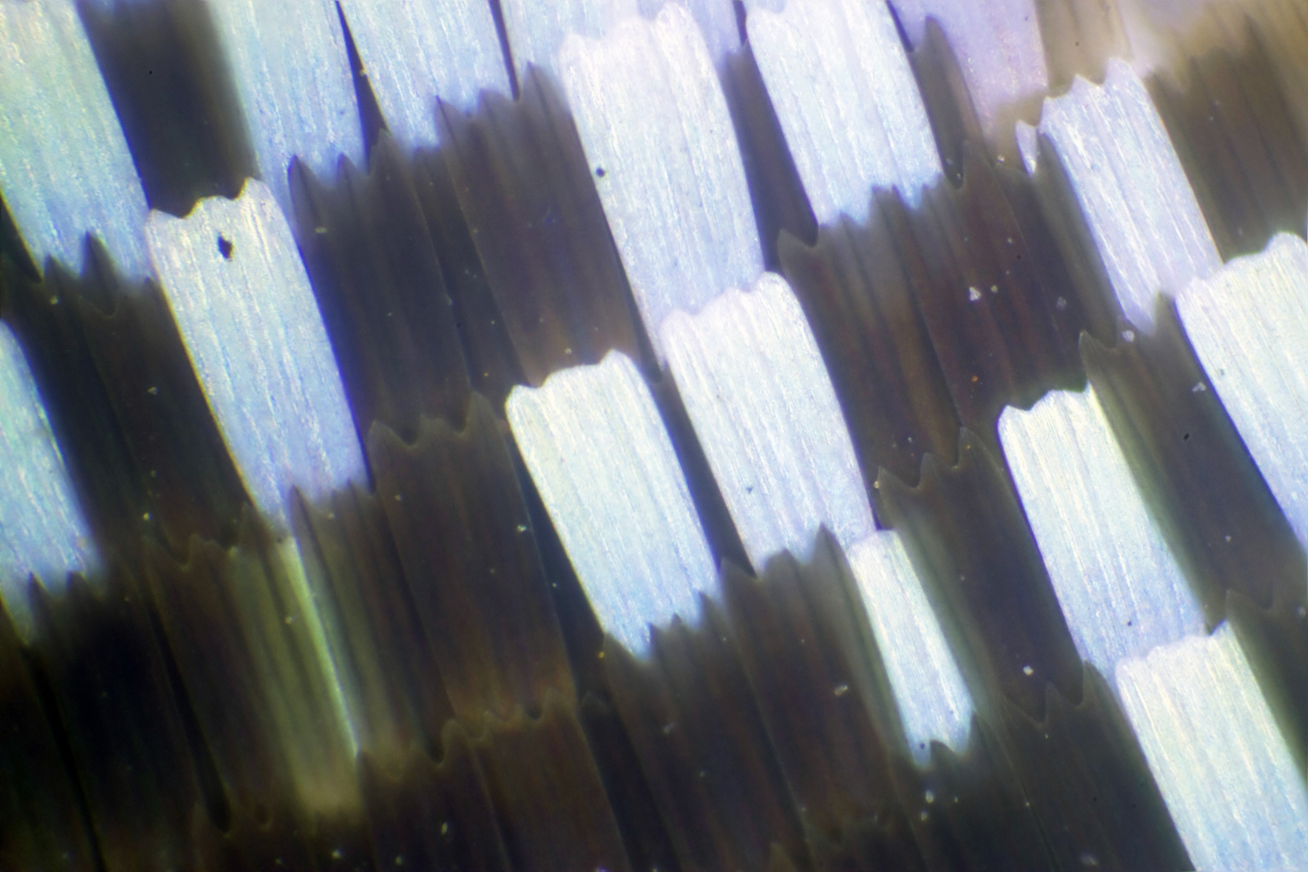 Antique Slides | Sell My Vintage Microscope Slides Online