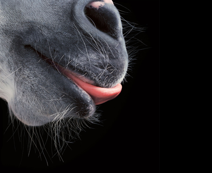 Cuando un caballo se relame y mastica