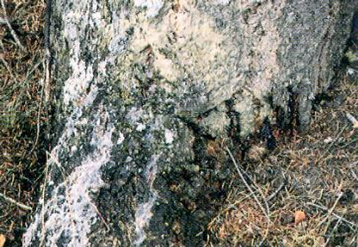 Understanding Decay and Disease in Loblolly and Longleaf Pine Trees