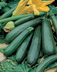 COURGETTE ASTIA F1 | Sarlat Montignac
