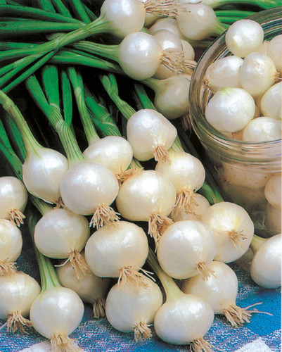 OIGNON BLANC ROND PRECOCE | Sarlat Montignac