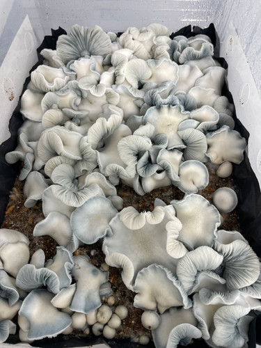 Smurf Liquid Culture | Psychedelic Goat