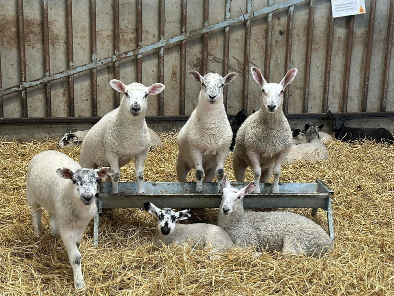 Tamala Farm Experience | Animal petting farm Aberdeenshire ...