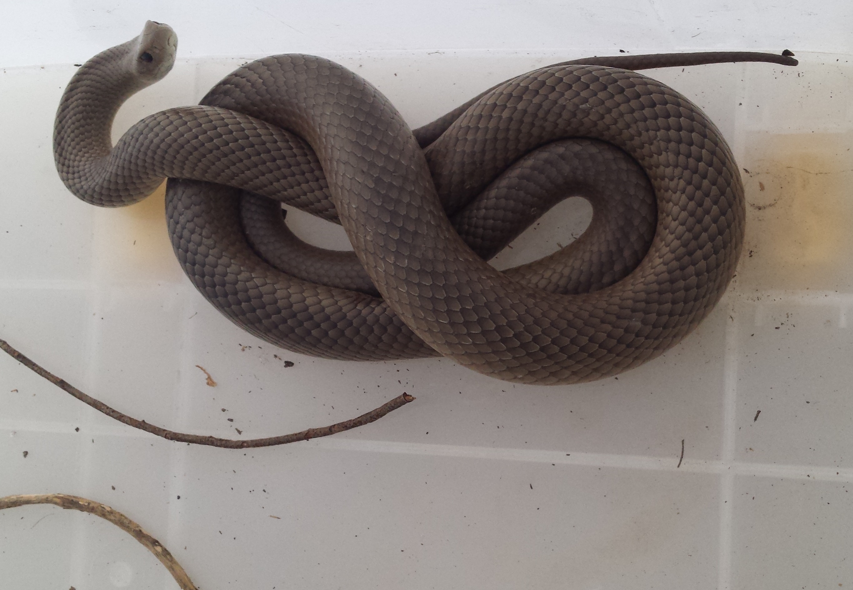 Eastern Brown Snake | The Snake Hunter