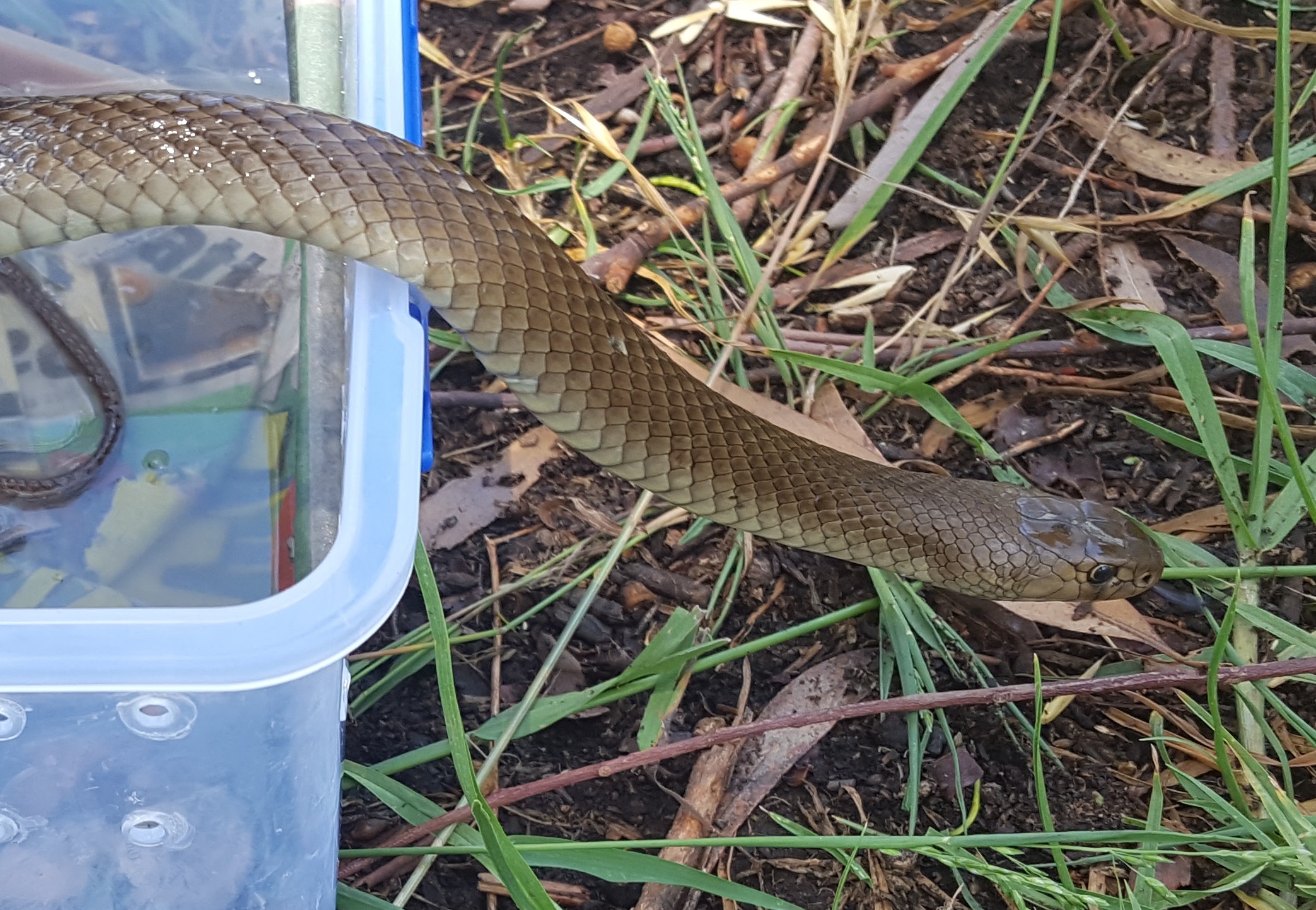 Eastern Brown Snake | The Snake Hunter
