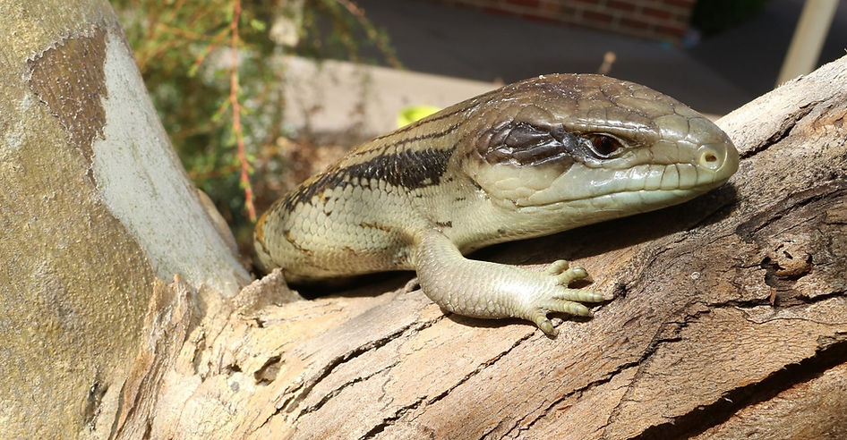disability inclusive reptile shows | The Snake Bite Program