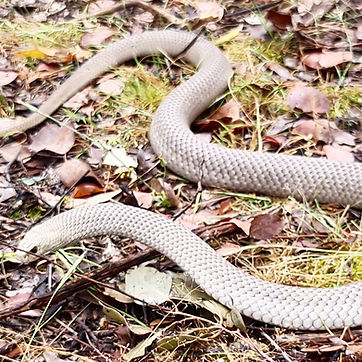 Snake Safety Training | The Snake Bite Program