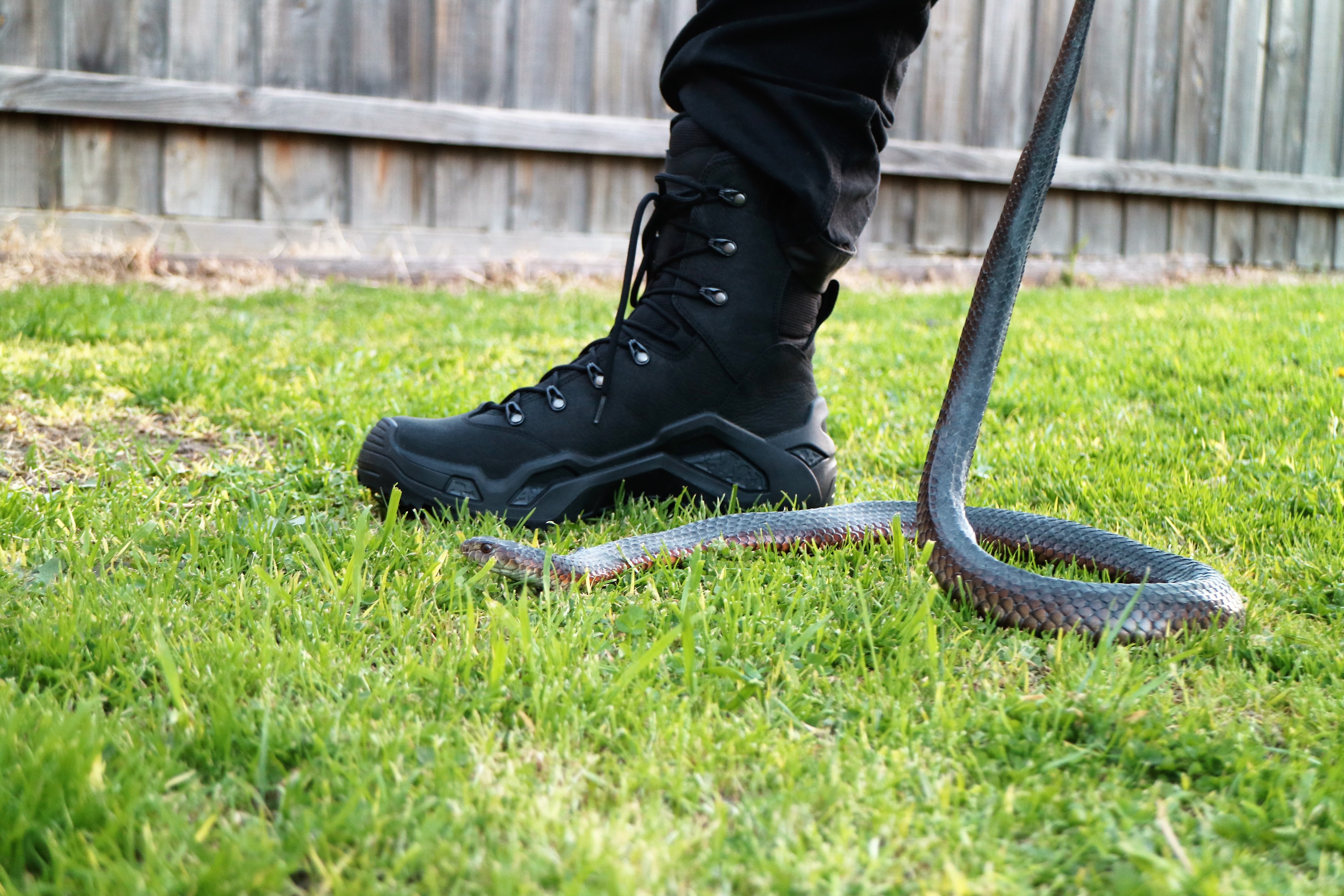 Lowland Copperhead Snake | The Snake Hunter