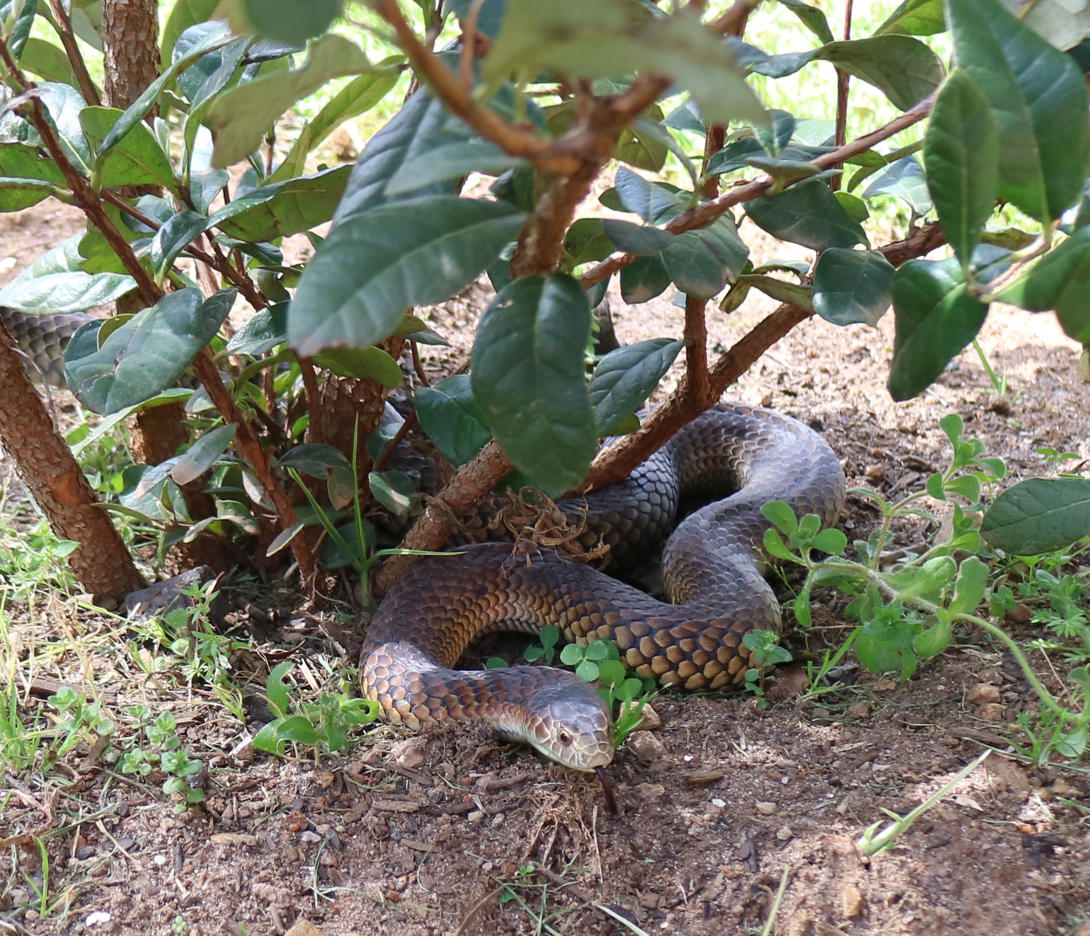 Lowland Copperhead Snake | The Snake Hunter