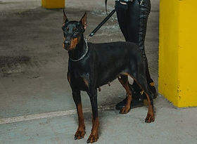 doberman attacks snake