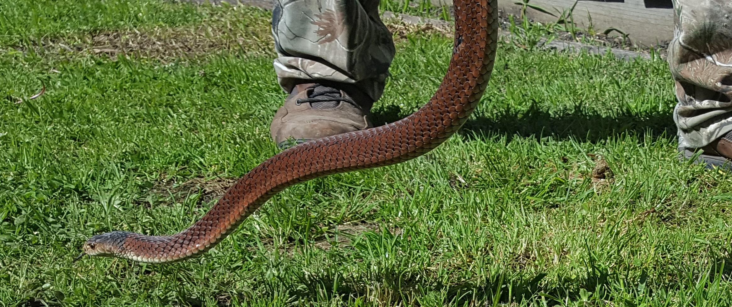 Lowland Copperhead (Austrelaps superbus) | 24/7 Fastest Snake Catcher ...