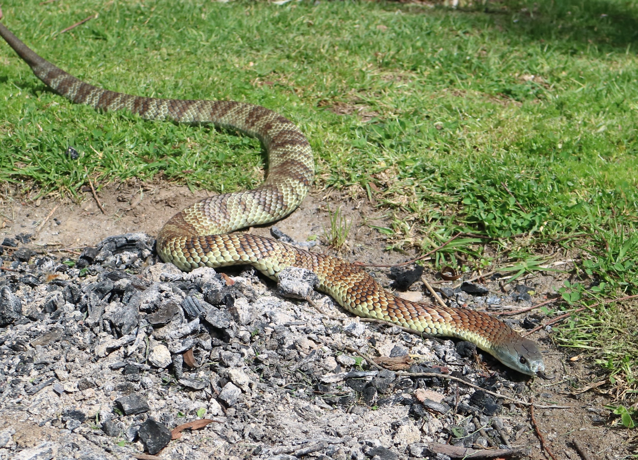 Eastern Tiger Snake | The Snake Hunter