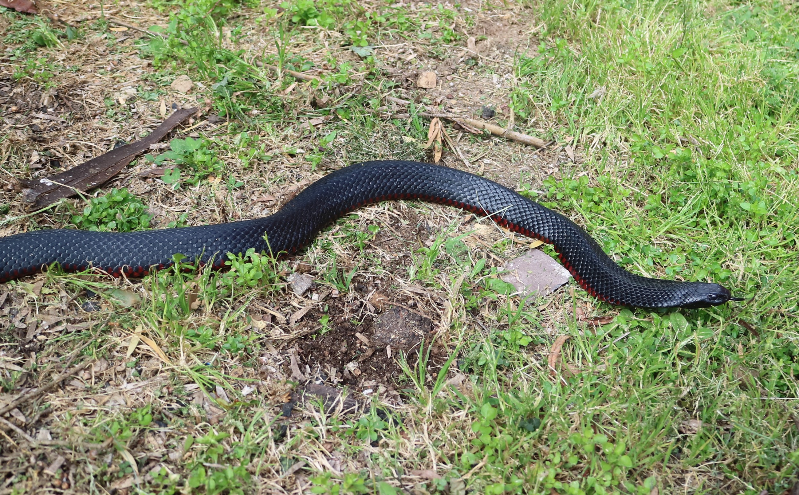 Red Bellied Black Snake | The Snake Hunter