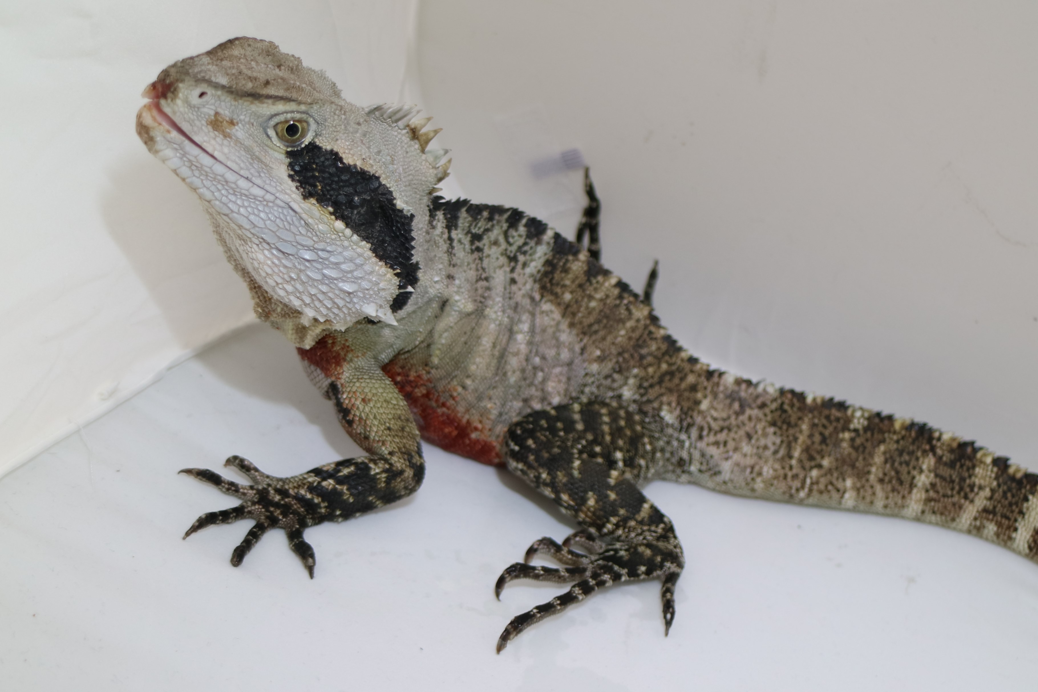 Reptile Shows | Melbourne | The Snake Hunter