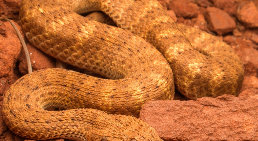Snake Anti Venom | The Snake Bite Program