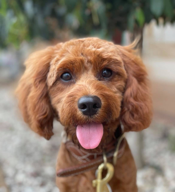 FEMALES | adelaide-cavoodles