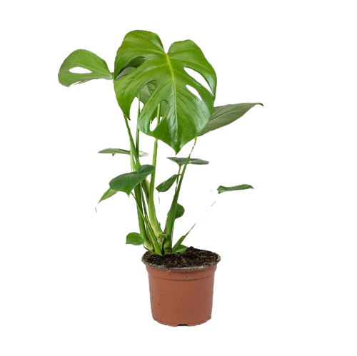 Monstera Deliciosa Faux philodendron 20700 CFA Jardin du Sénégal