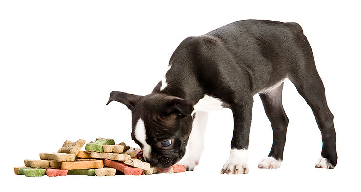 Ruahine Animal Rescue | Animal rescue and rehoming | Central Hawke's ...