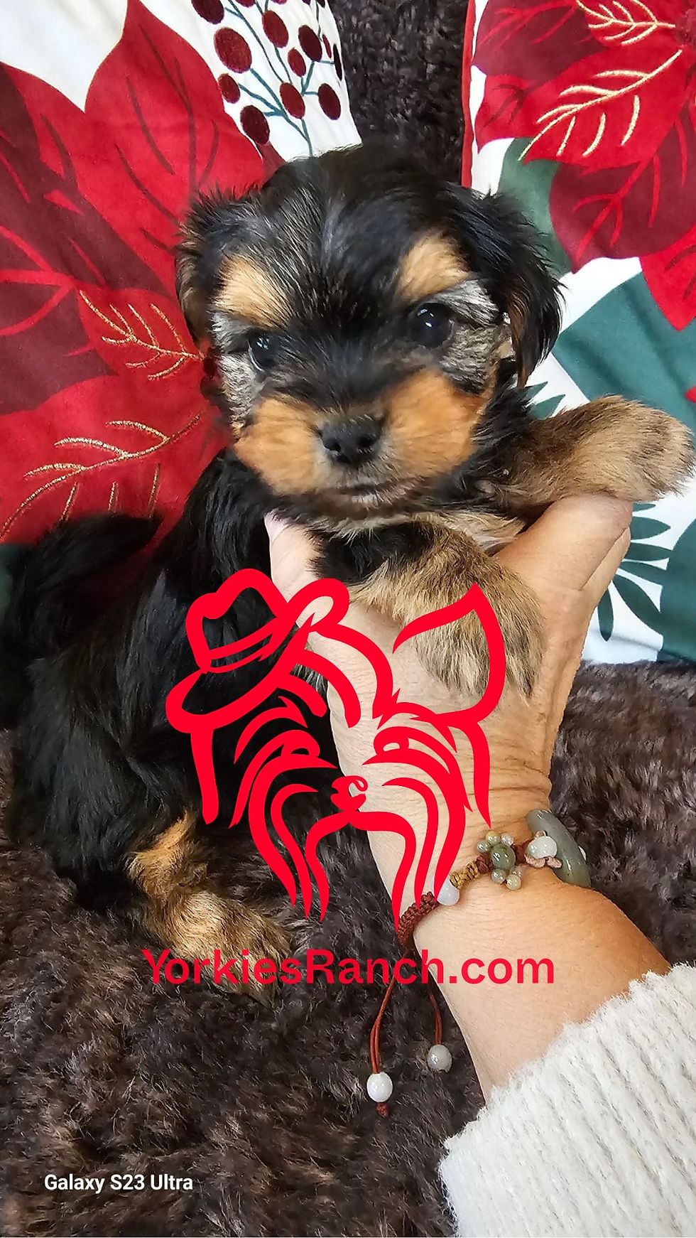 Yorkies Ranch Utah | Eagle Mountain | Dog Breeder Utah