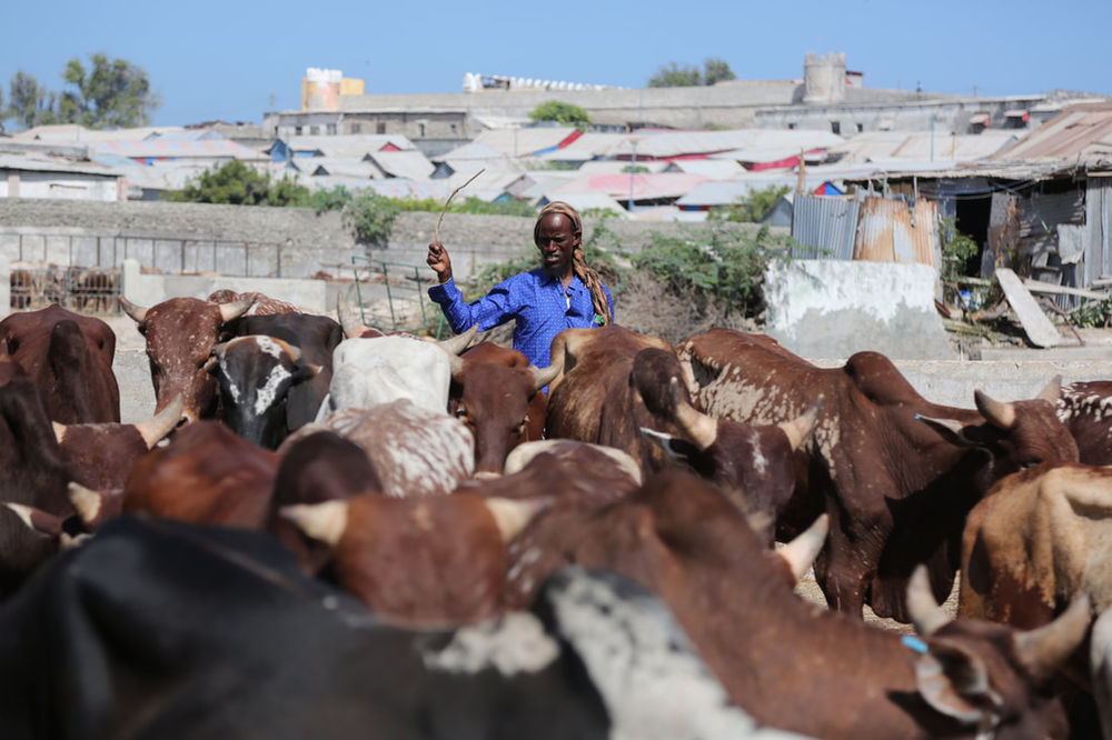 The Weakest Link: Learning From the Resilience of Somalia's Market Systems