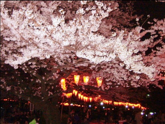 Hanami (Cherry blossome viewing) | My Sake Style