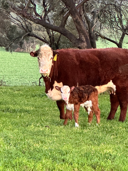 Garryowen Poll Herefords | cattle | Riverton South Australia, Australia