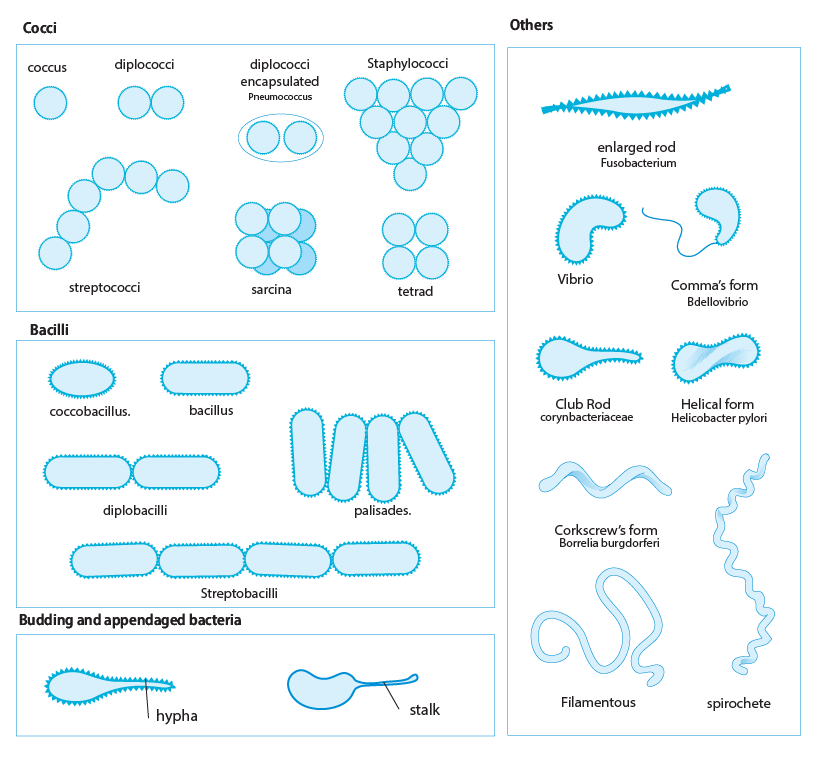 Meet the Soil Food Web
